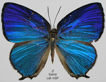 Papua Insects Foundation (Lepidoptera/Lycaenidae/Lycaeninae(Arhopala ...